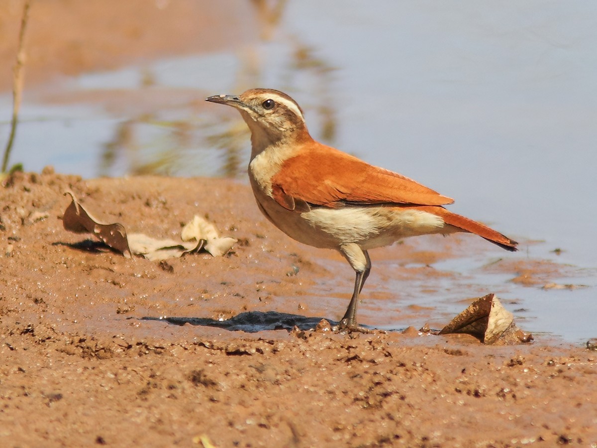 Pale-legged Hornero - Furnarius leucopus - Birds of the World