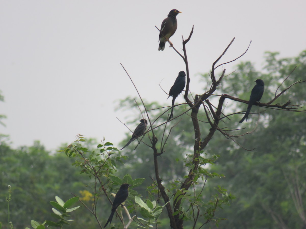 eBird India Checklist - 28 Sep 2023 - Mohammed wadi Forest Area - 20 ...