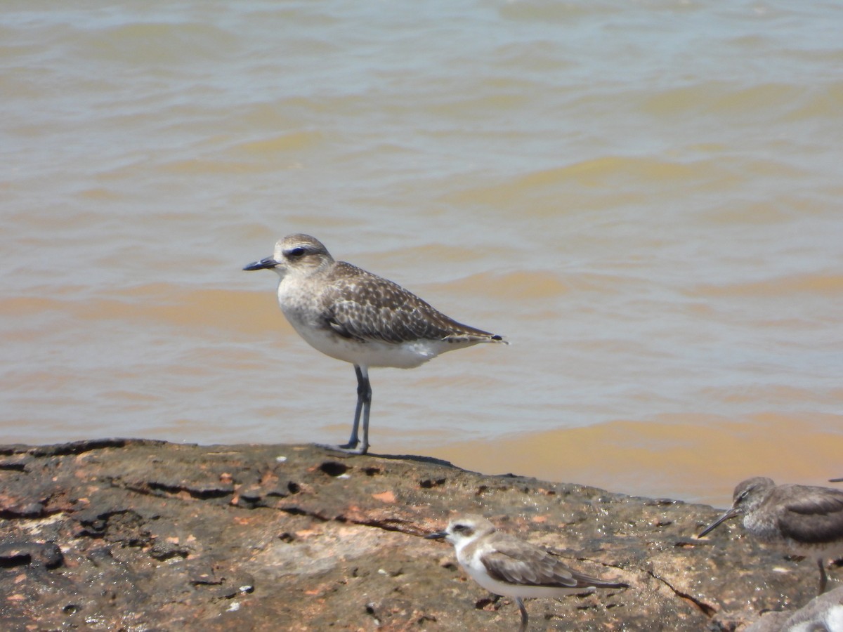 eBird Australia Checklist - 13 Sep 2023 - Broome Bird Observatory Beach ...
