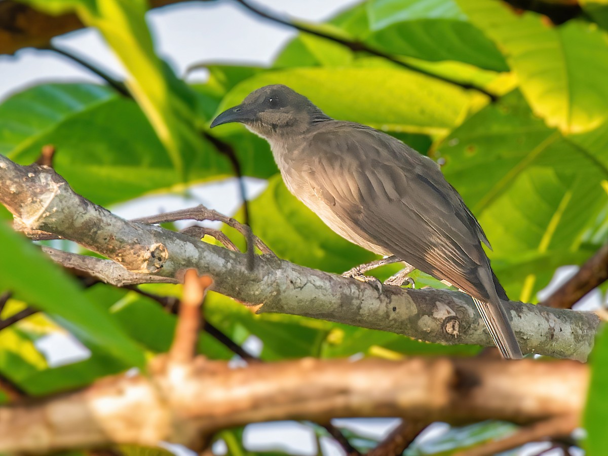 Meyer's Friarbird - Philemon meyeri - Birds of the World