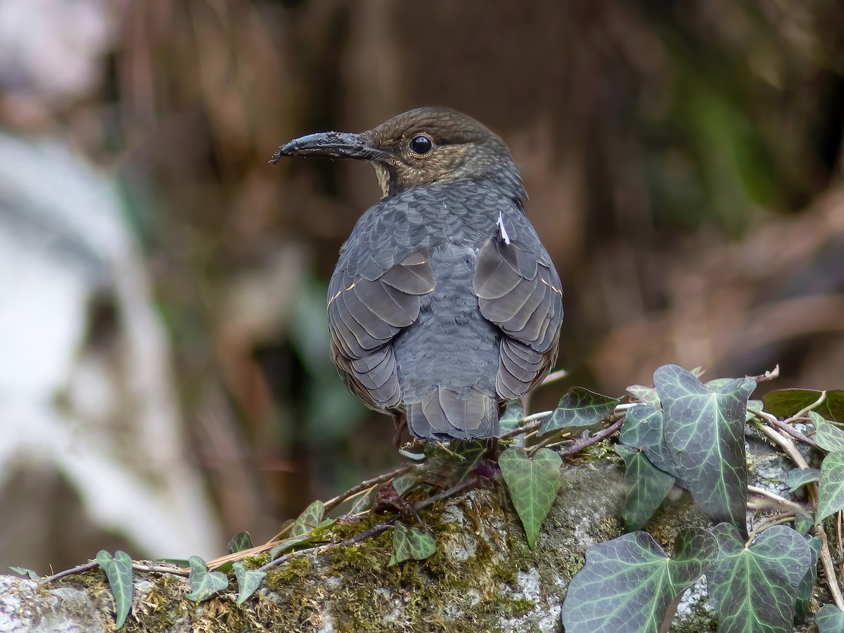 Long-billed Thrush - Zoothera monticola - Birds of the World