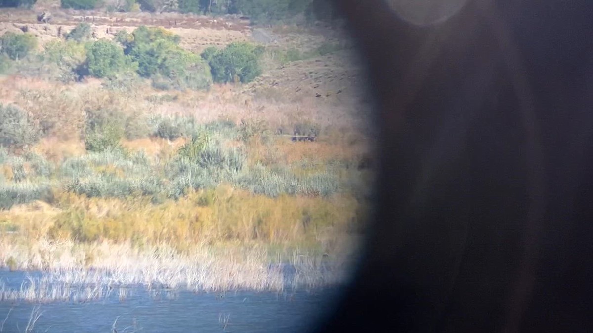 eBird Checklist - 27 Sep 2023 - Pyramid Lake Delta - 16 species (+1 ...