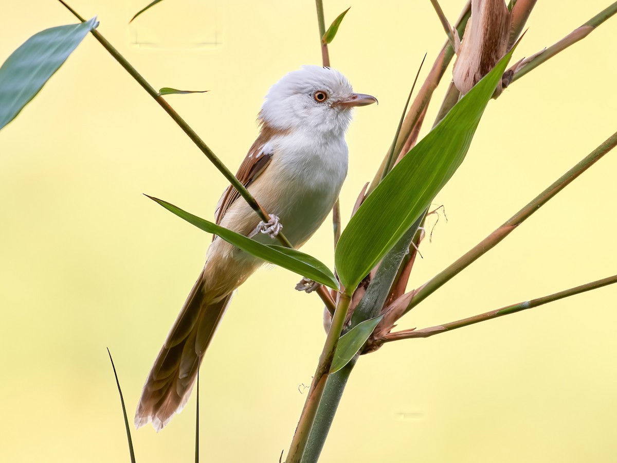 White-hooded Babbler - Gampsorhynchus rufulus - Birds of the World