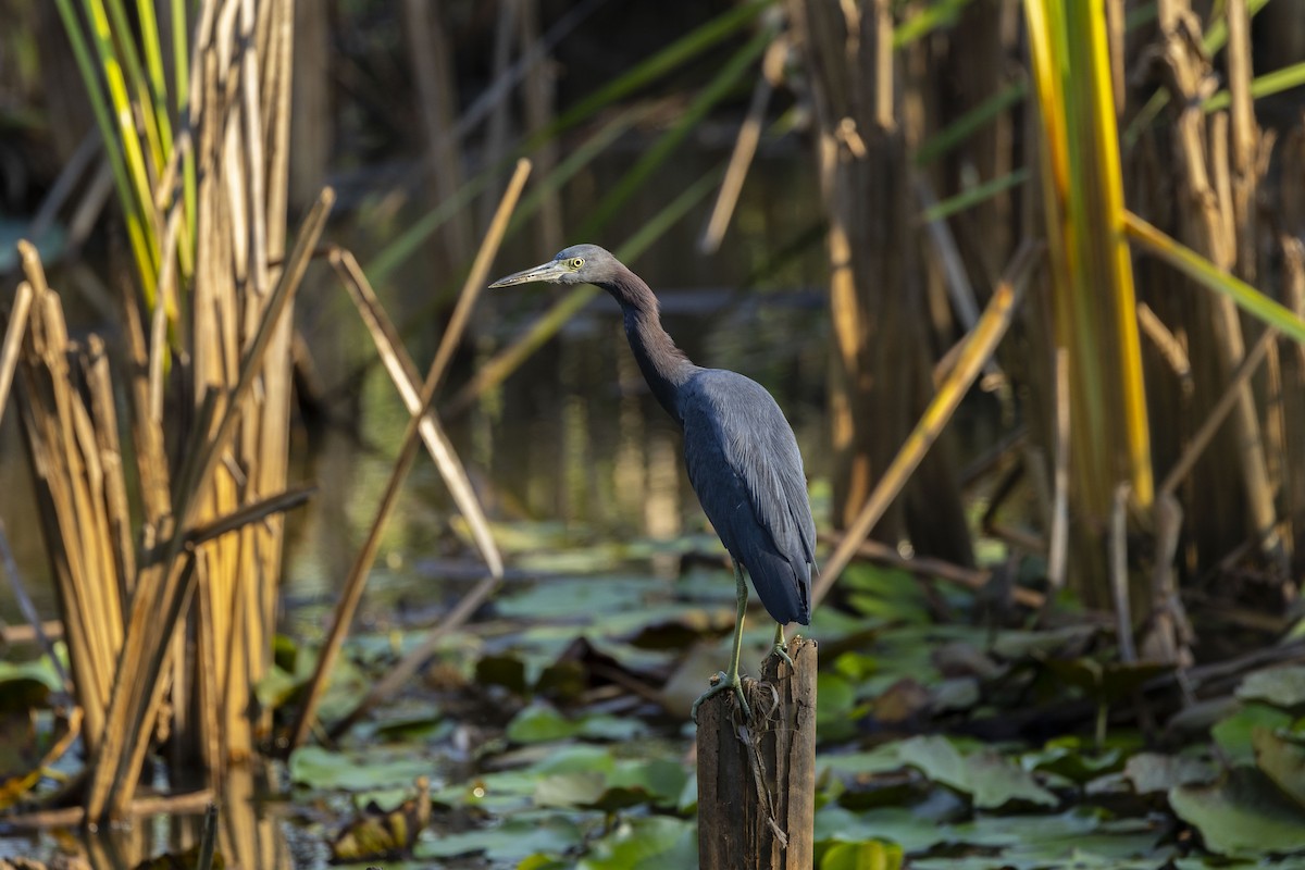 eBird Checklist - 28 Sep 2023 - Sheldon Lake SP (UTC 033) - 22 species