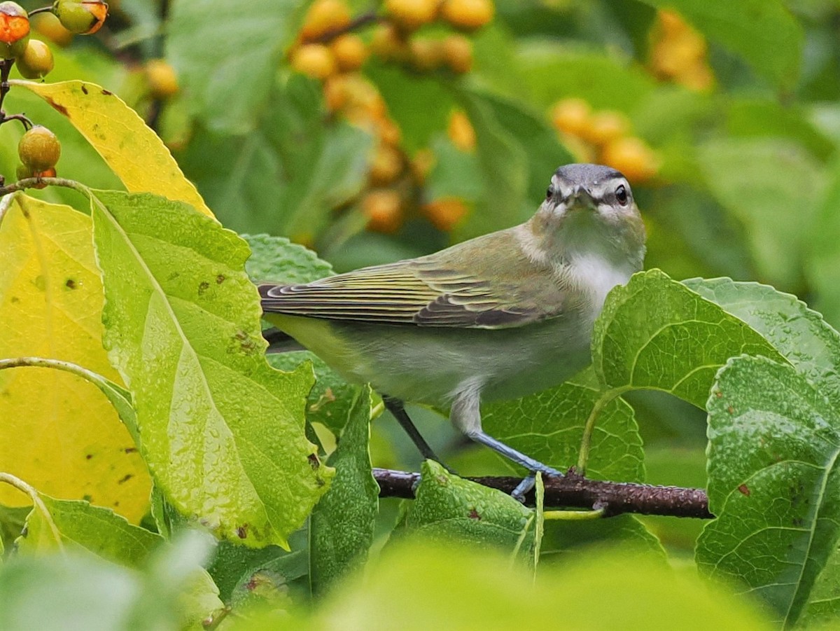 eBird Checklist - 28 Sep 2023 - Angora Fruit Farm - 18 species