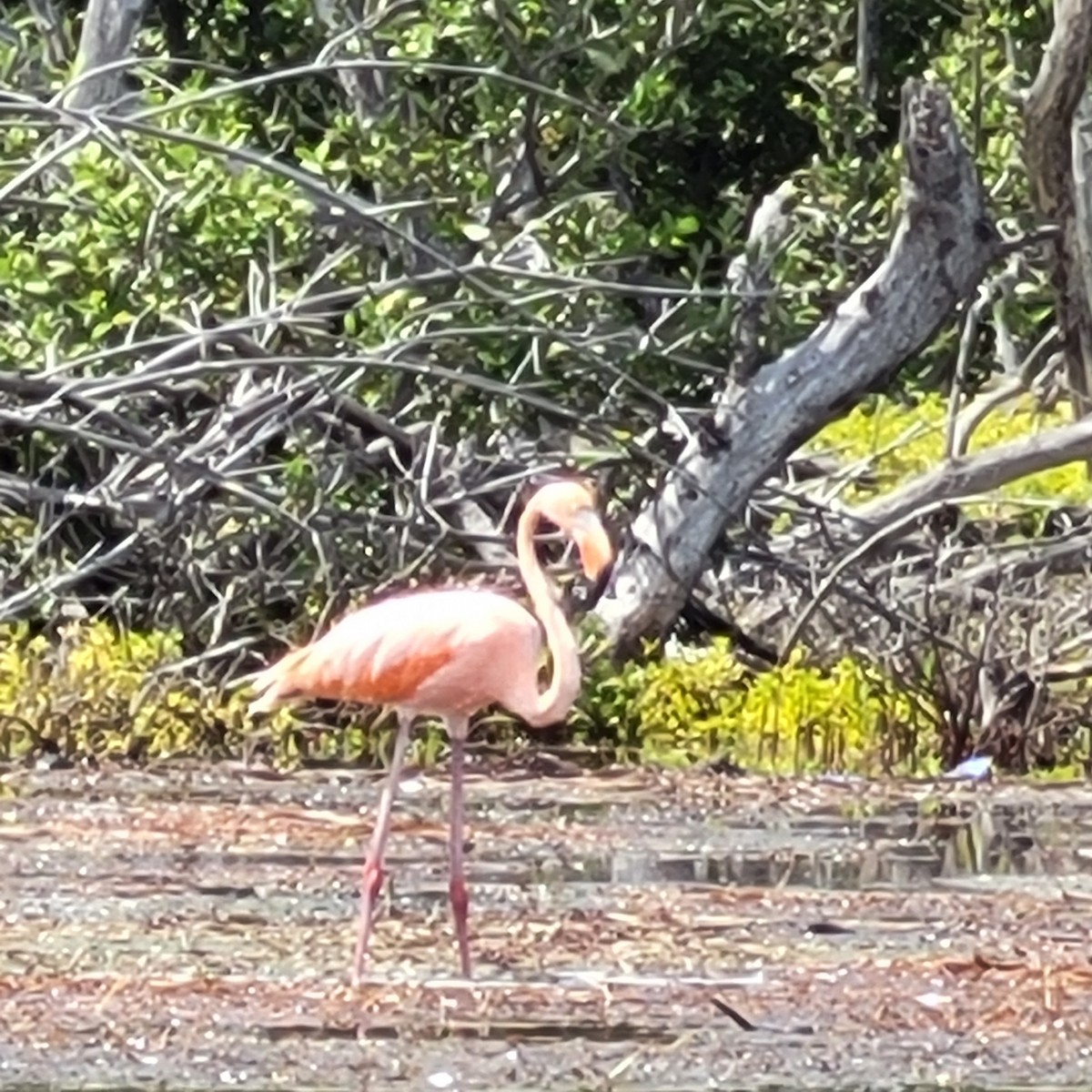 eBird Checklist - 28 Sep 2023 - No Name Key--Bird Bay - 5 species (+2 ...