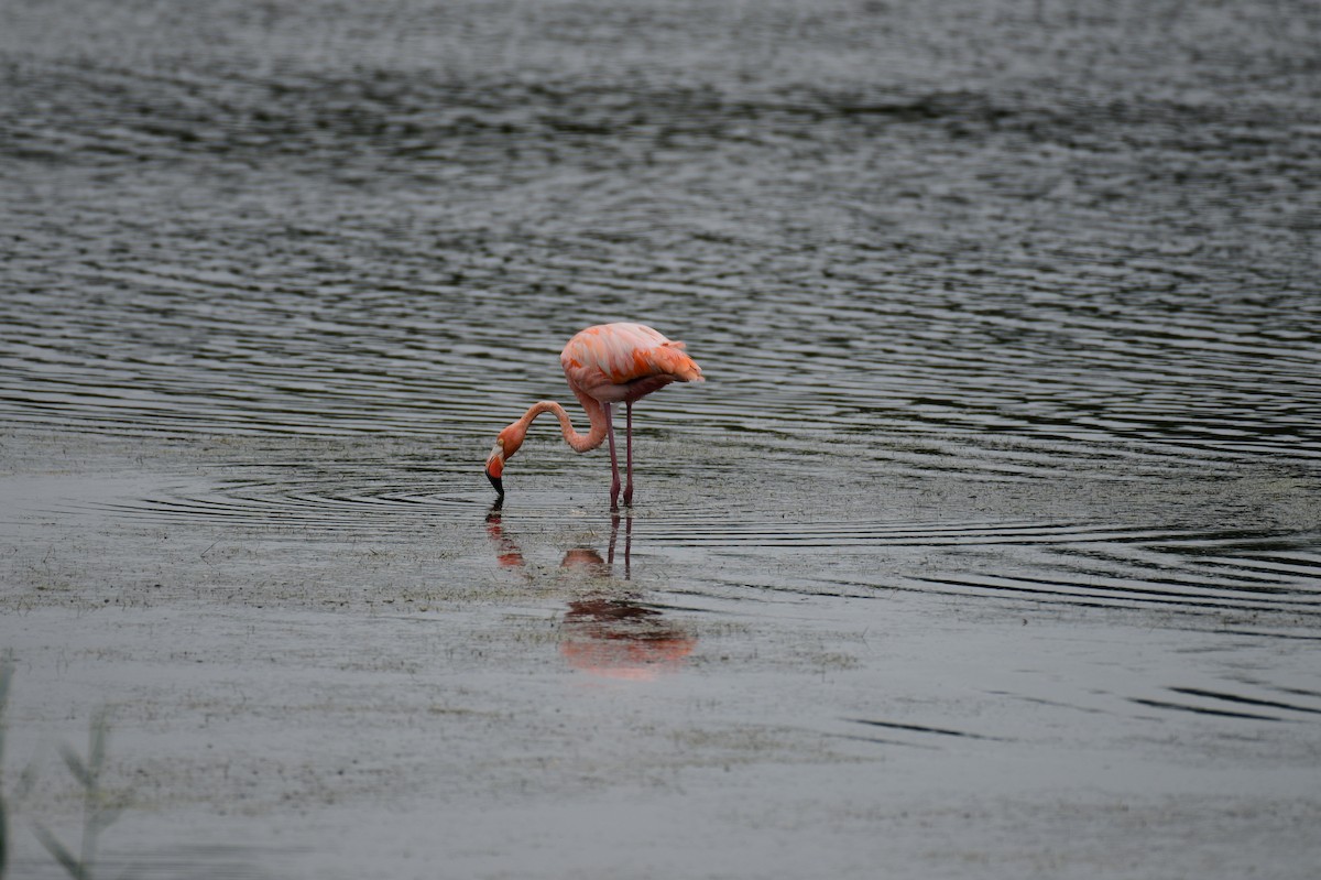 eBird Checklist - 28 Sep 2023 - Cape Romain NWR--Bulls Island - 29 ...