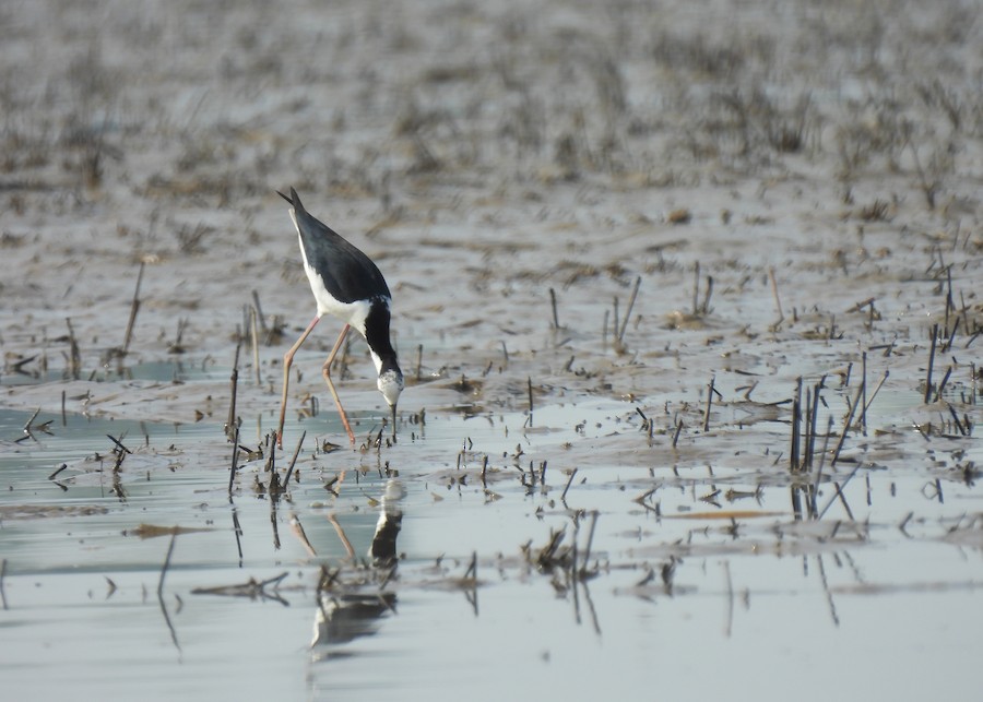 Monjita Americana (mexicanus x melanurus) - eBird