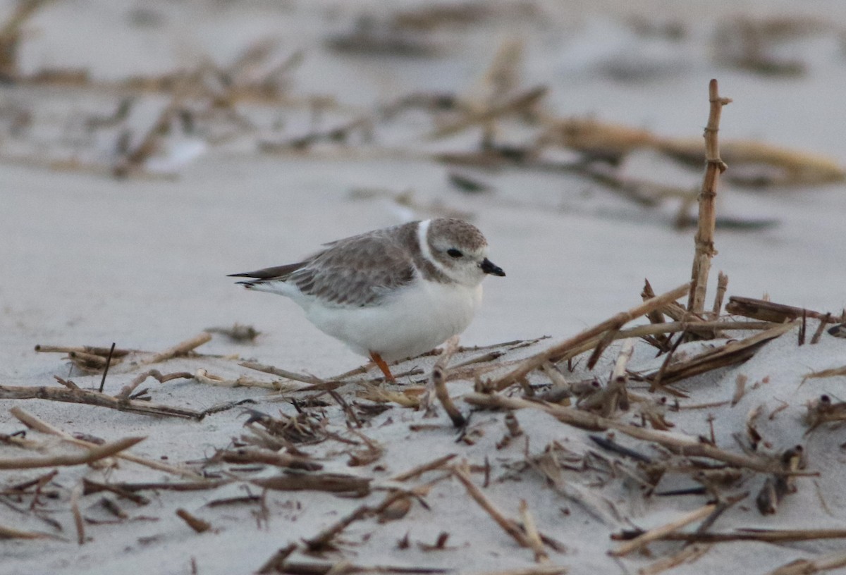 eBird Checklist - 28 Sep 2023 - Mason Inlet Waterbird Management Area ...