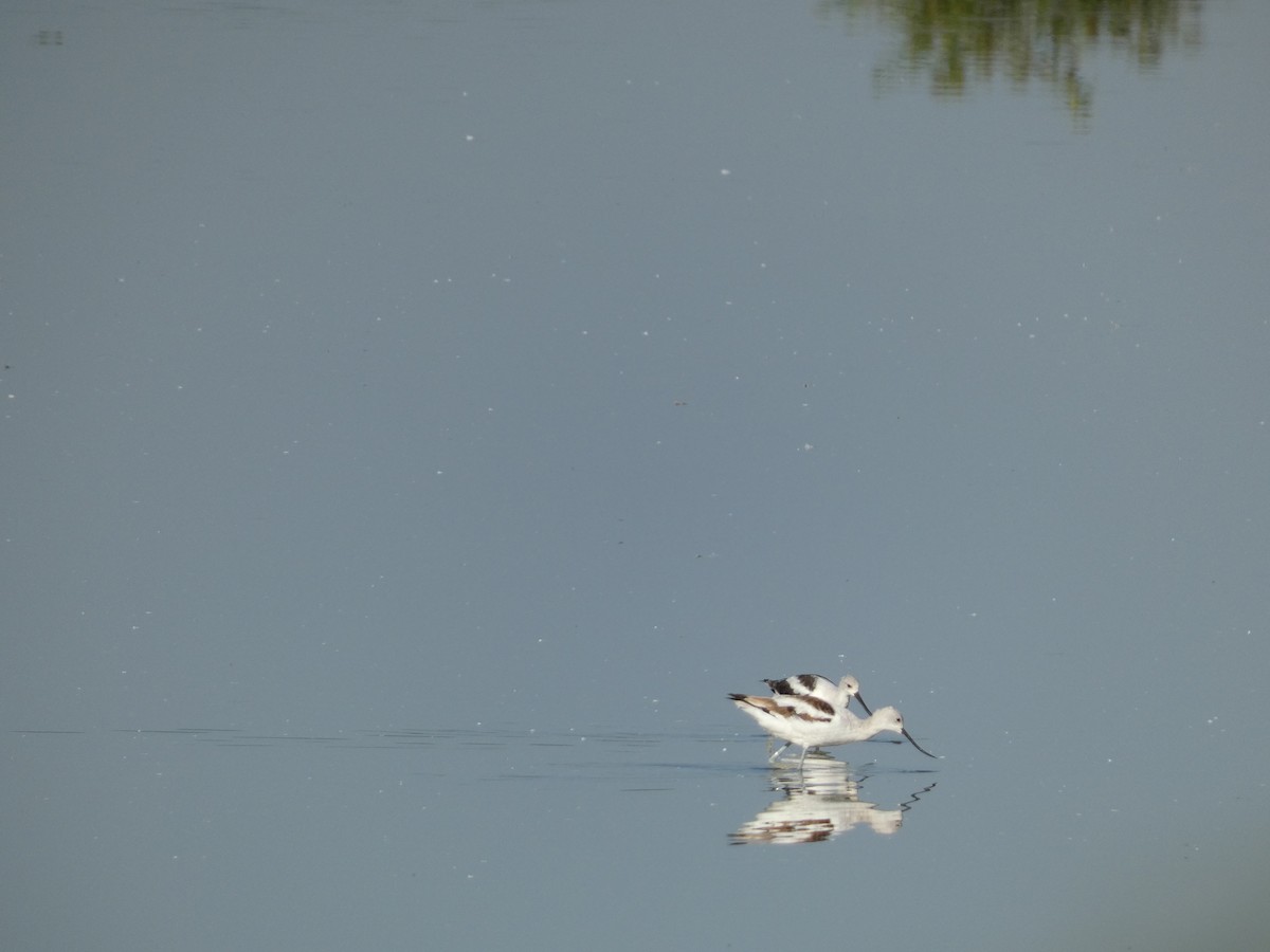 eBird Checklist - 28 Sep 2023 - Hagerman NWR - 20 species (+4 other taxa)