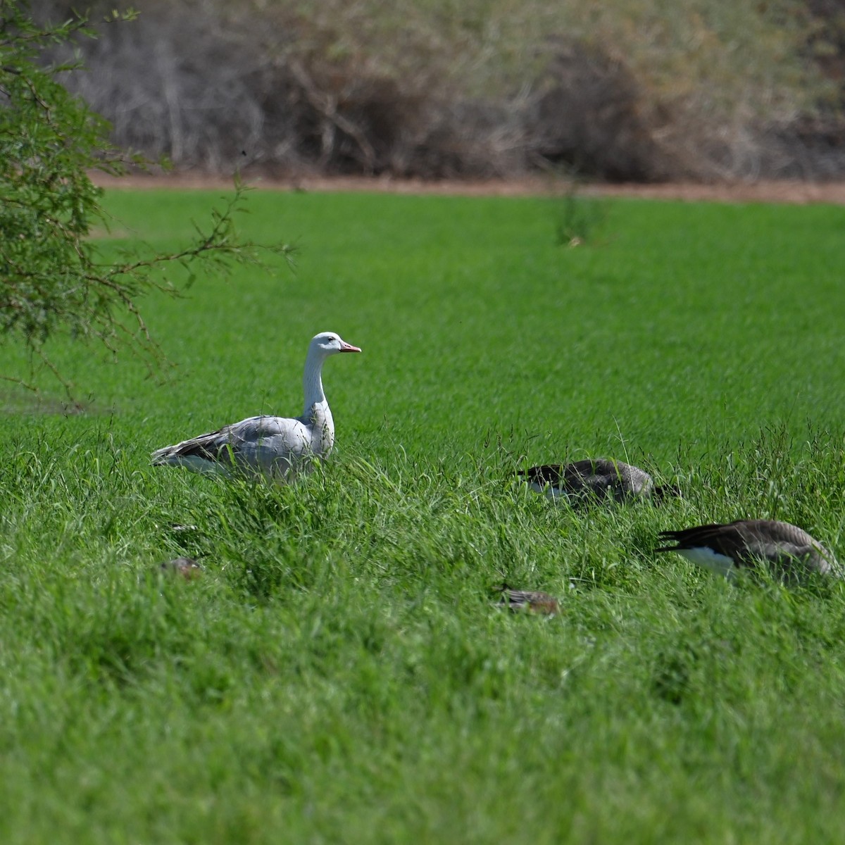 eBird Checklist - 28 Sep 2023 - Riparian Preserve at Gilbert Water ...