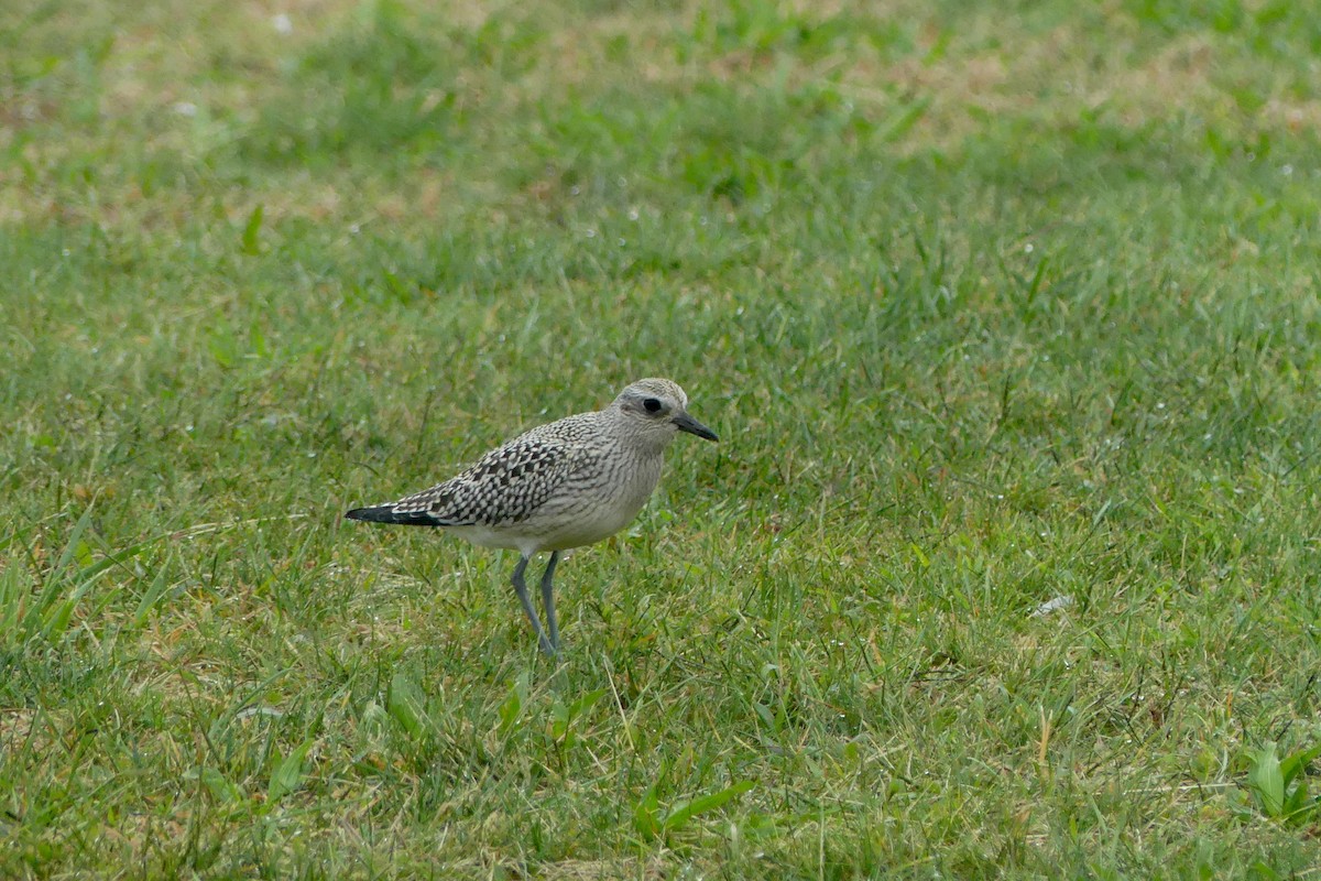 eBird Checklist - 25 Sep 2023 - Robert Moses SP - 36 species