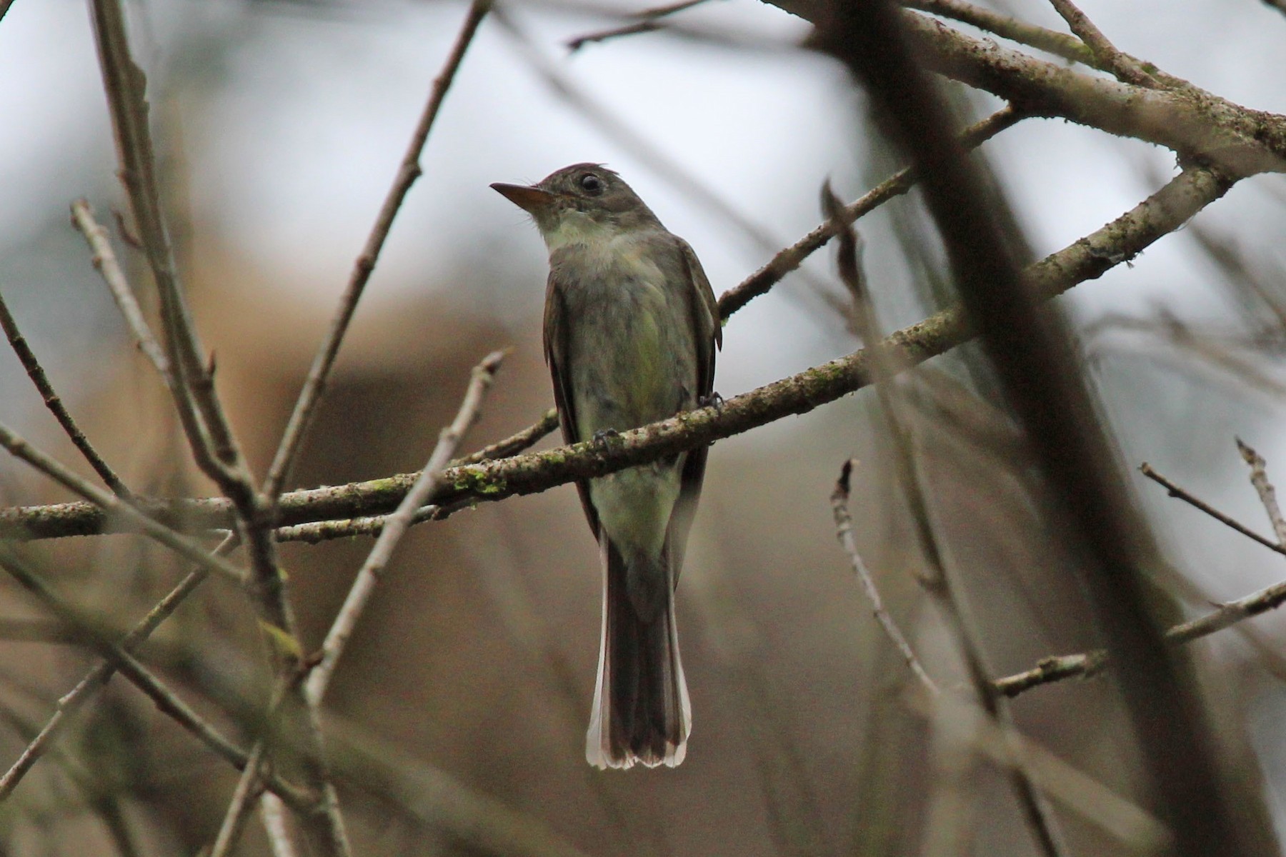 pewee sp. (Contopus sp.) - eBird