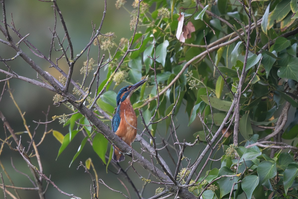 eBird Checklist - 28 Sep 2023 - Villa Ada - 21 species