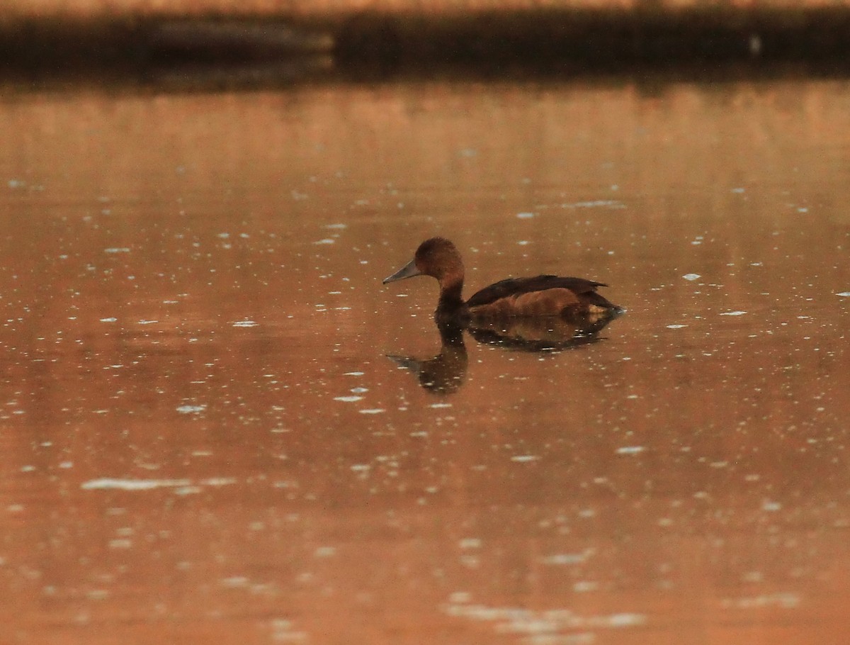 eBird Checklist - 29 Sep 2023 - Nules--El Pou - 19 species