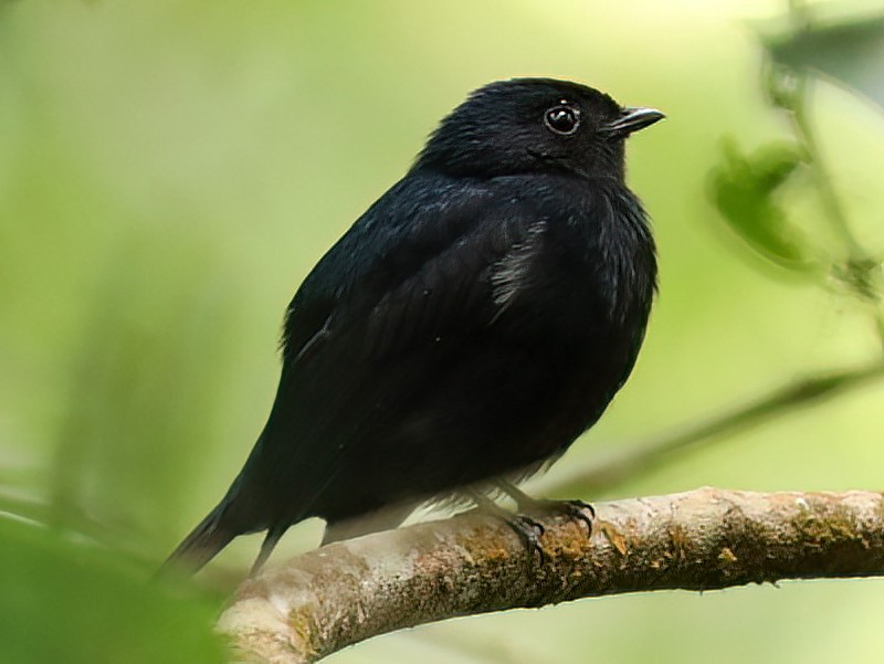 Jet Manakin - Chloropipo unicolor - Birds of the World