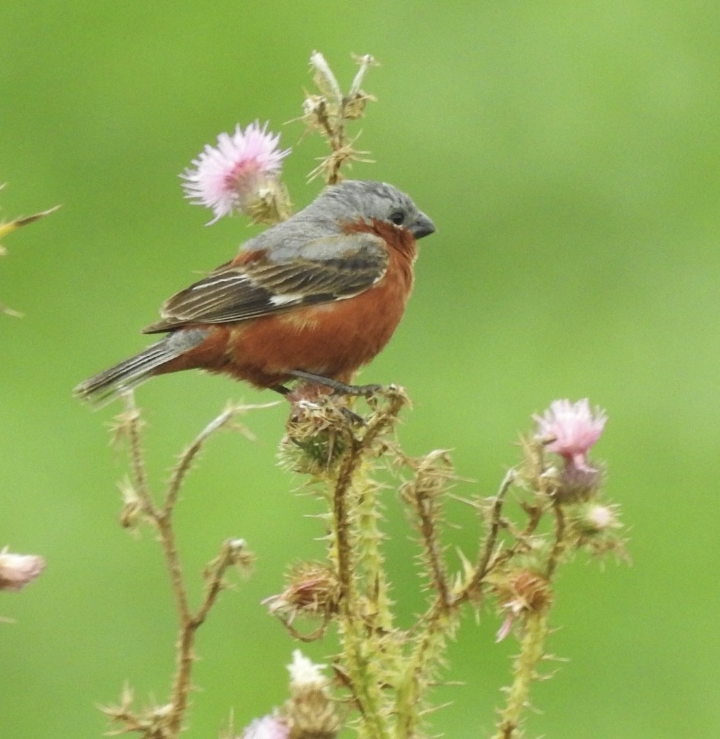 Rufous-rumped/Chestnut Seedeater - eBird