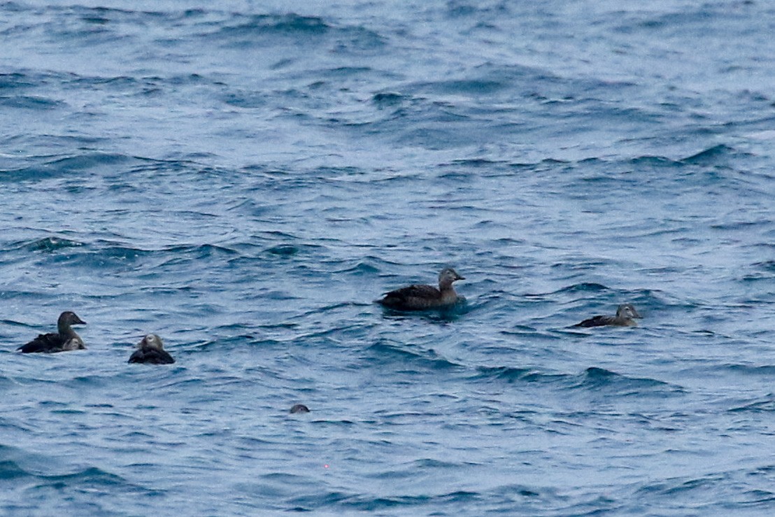 eBird Checklist - 28 Sep 2023 - Gambell (general area) - 8 species (+1 ...