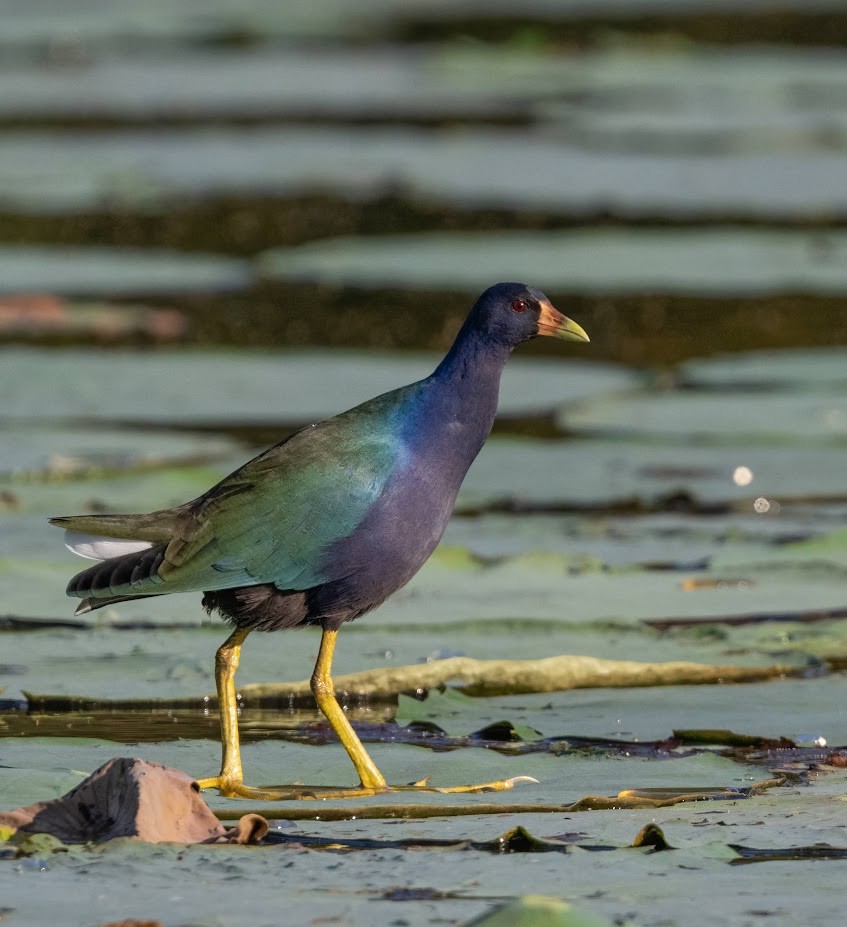 eBird Checklist - 29 Sep 2023 - Dr. Lester Sitzes III Bois d'Arc WMA ...