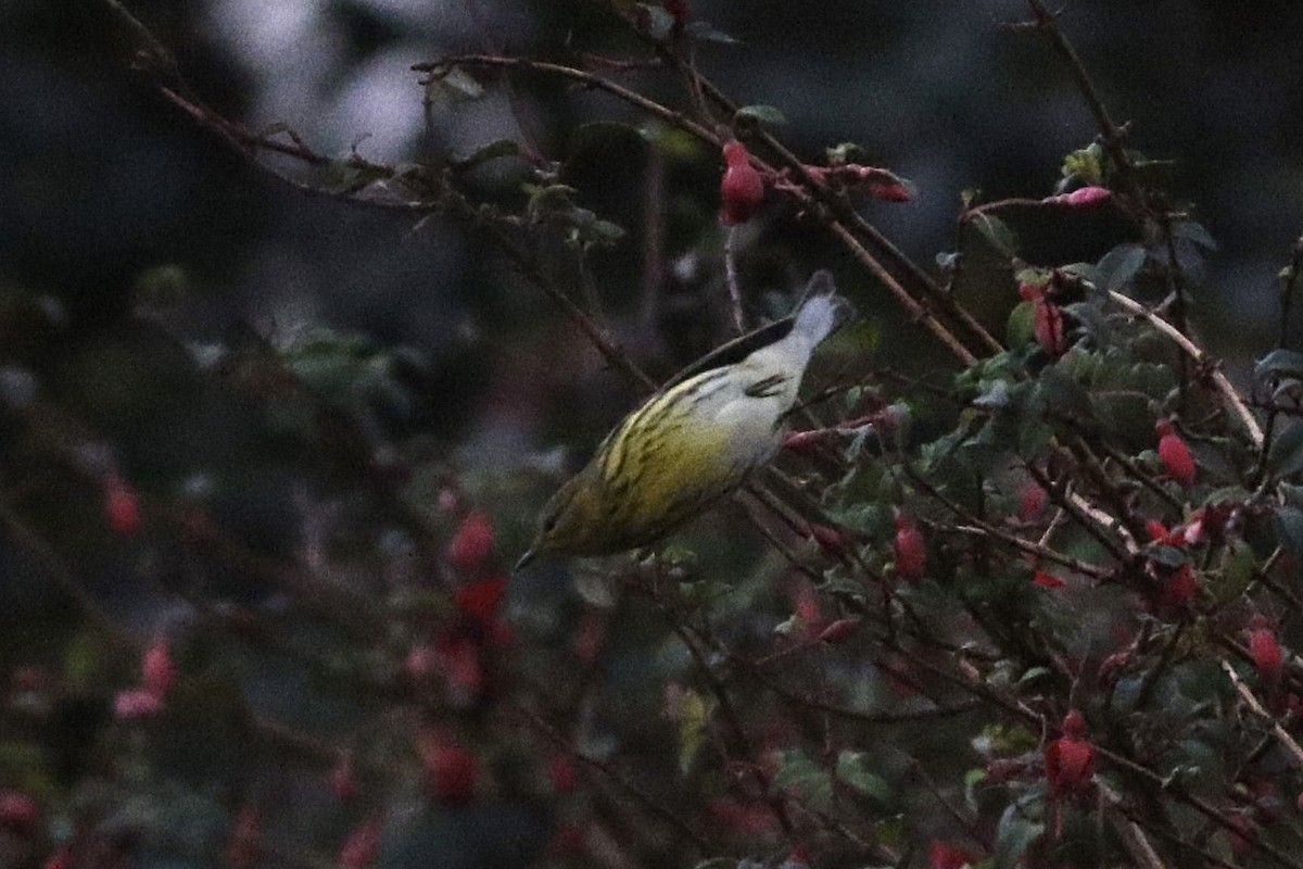 eBird Checklist - 29 Sep 2023 - Achill Island--Corrymore - 7 species