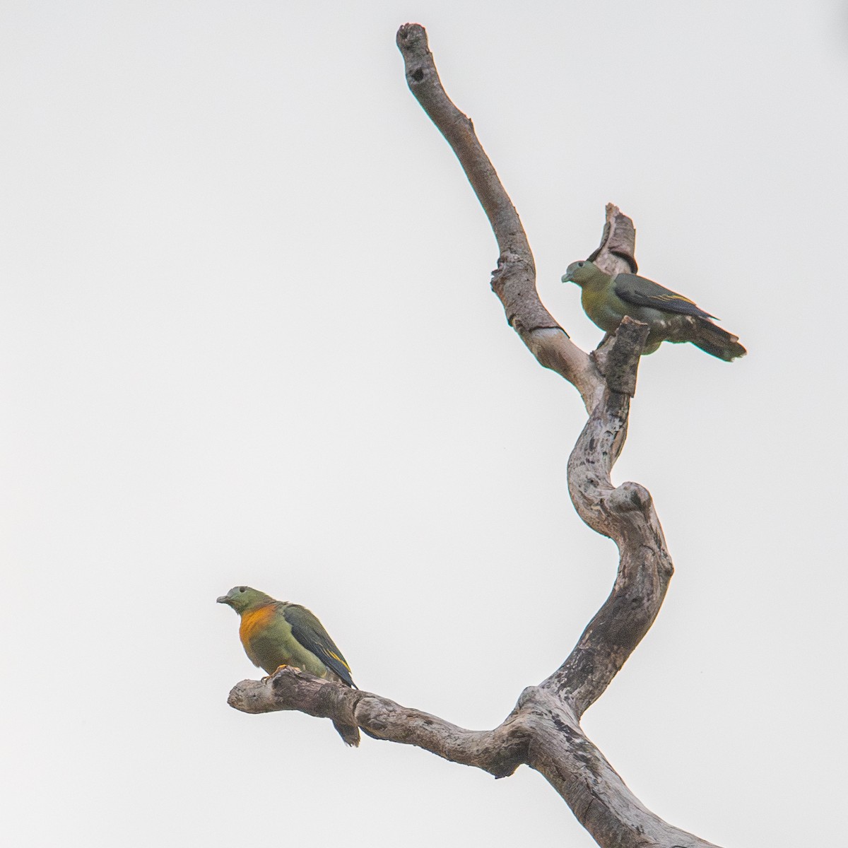 eBird Checklist - 13 Sep 2023 - Danum Valley Field Centre (DVFC) - 6 ...