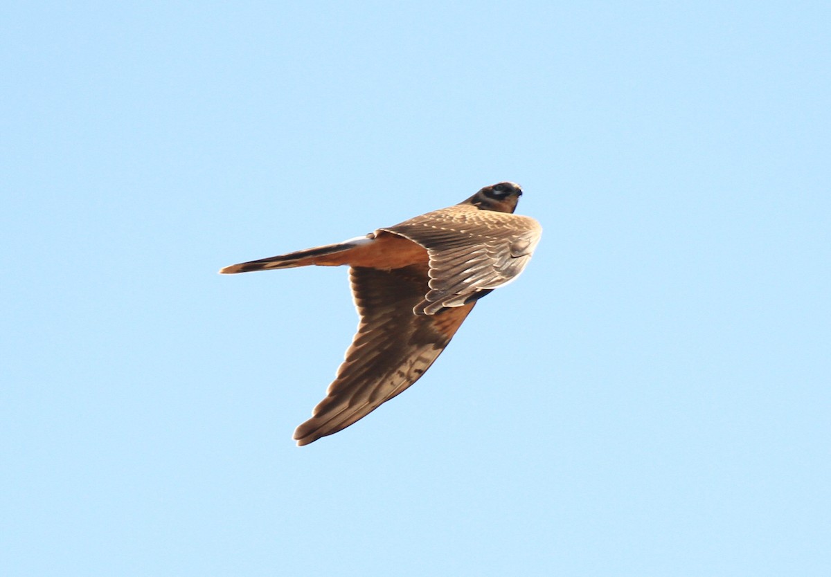 eBird Checklist - 30 Sep 2023 - Nules--El Pou - 3 species