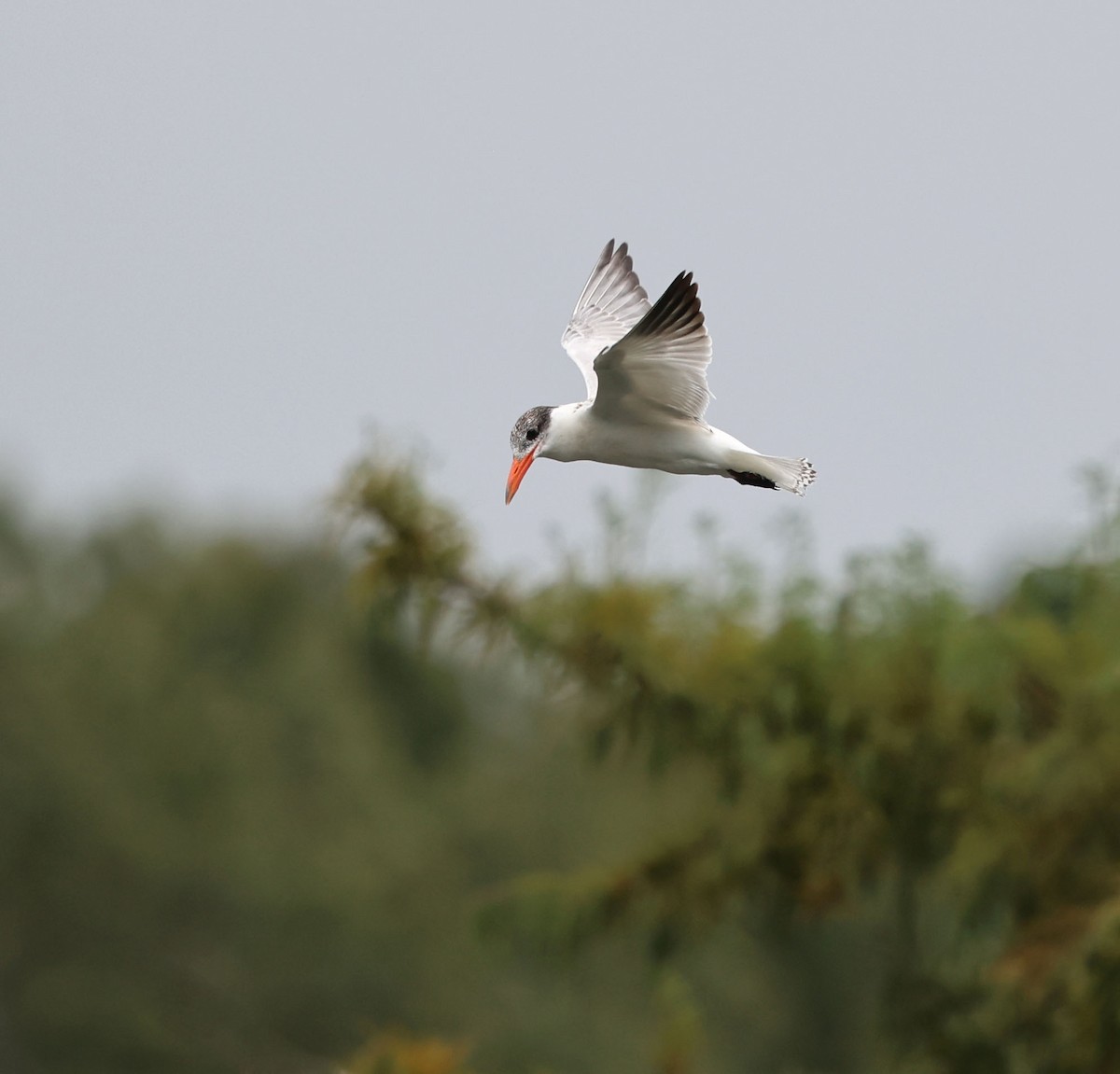 eBird Checklist - 30 Sep 2023 - Stumpy Lake Natural Area - 21 species
