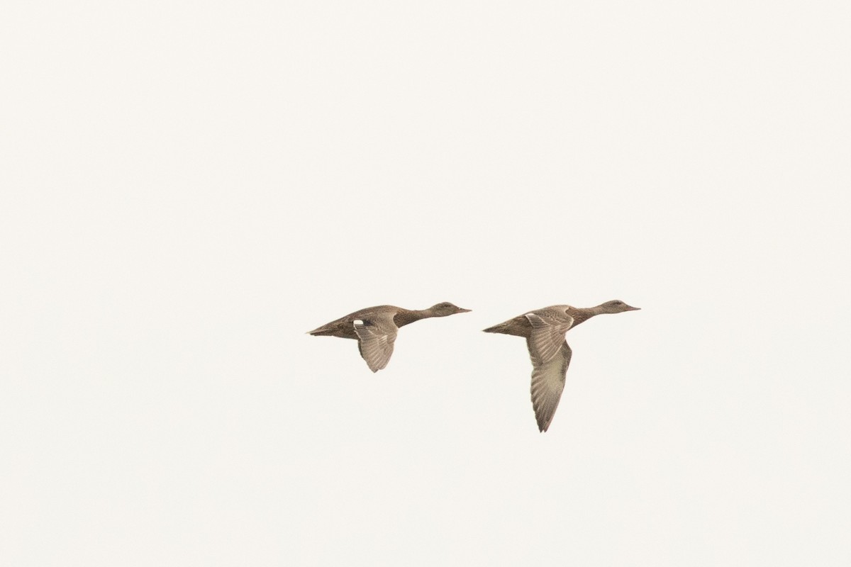 eBird Checklist - 30 Sep 2023 - Breezy Point Tip - 66 species (+2 other ...