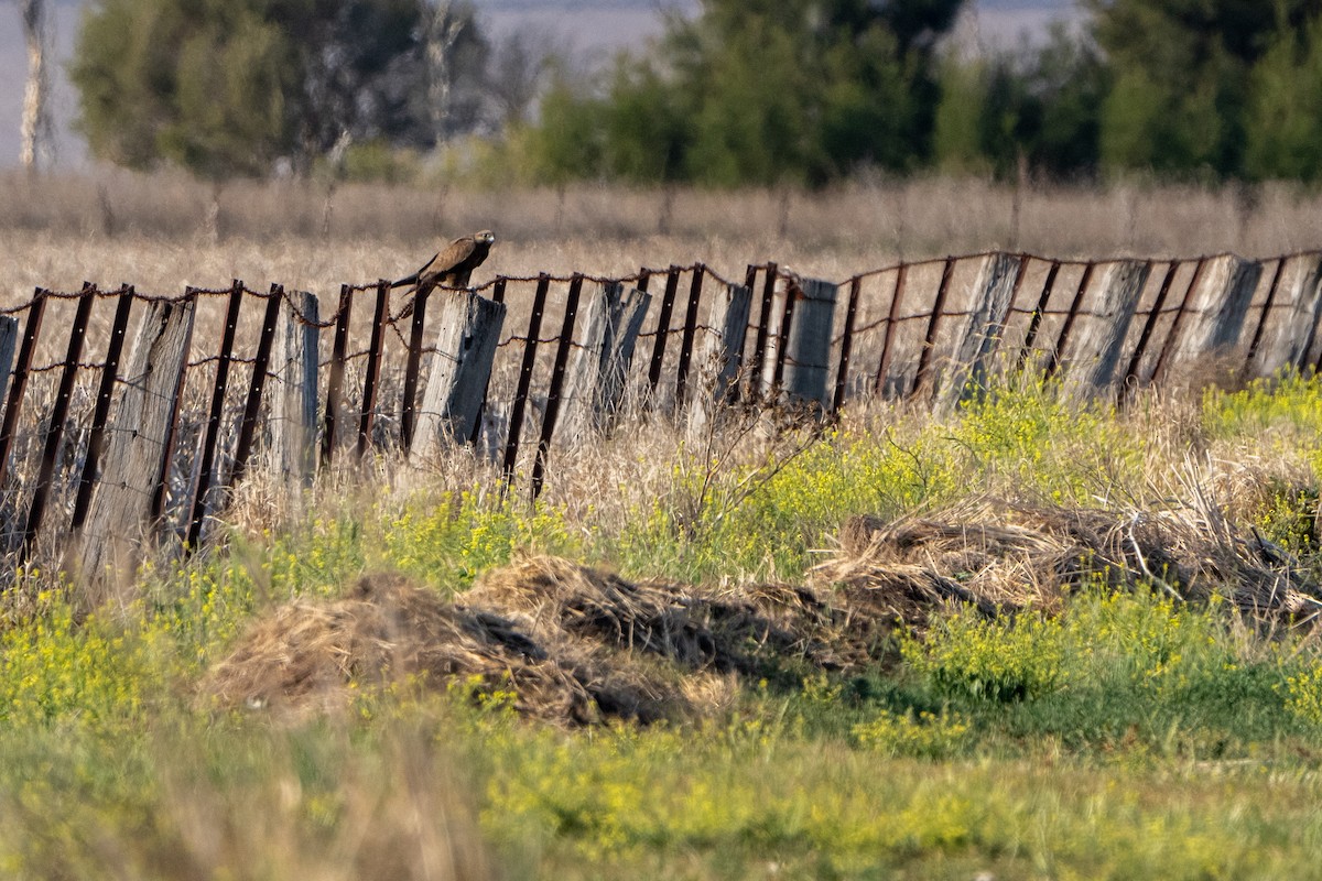 eBird Checklist - 1 Oct 2023 - Cattle Lane (Warrah Ridge) - 18 species