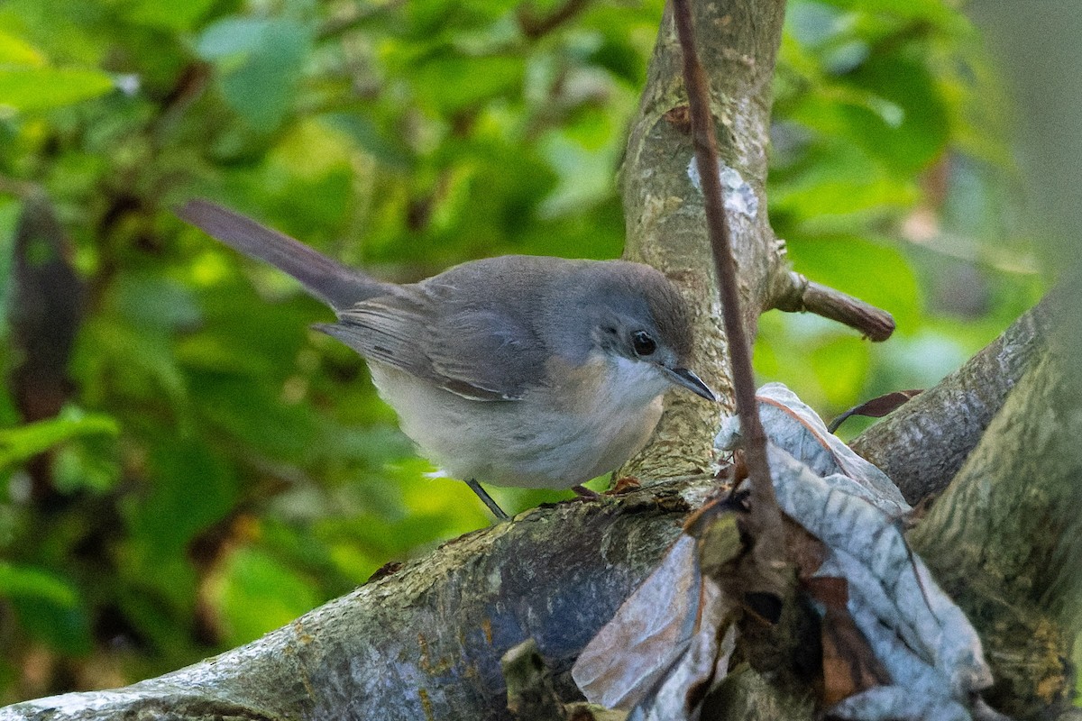 eBird Checklist - 1 Oct 2023 - Wester Quarff - 12 species
