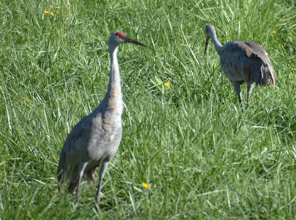 eBird Checklist - 1 Oct 2023 - FermiLab (DuPage Co.) - 39 species (+2 ...