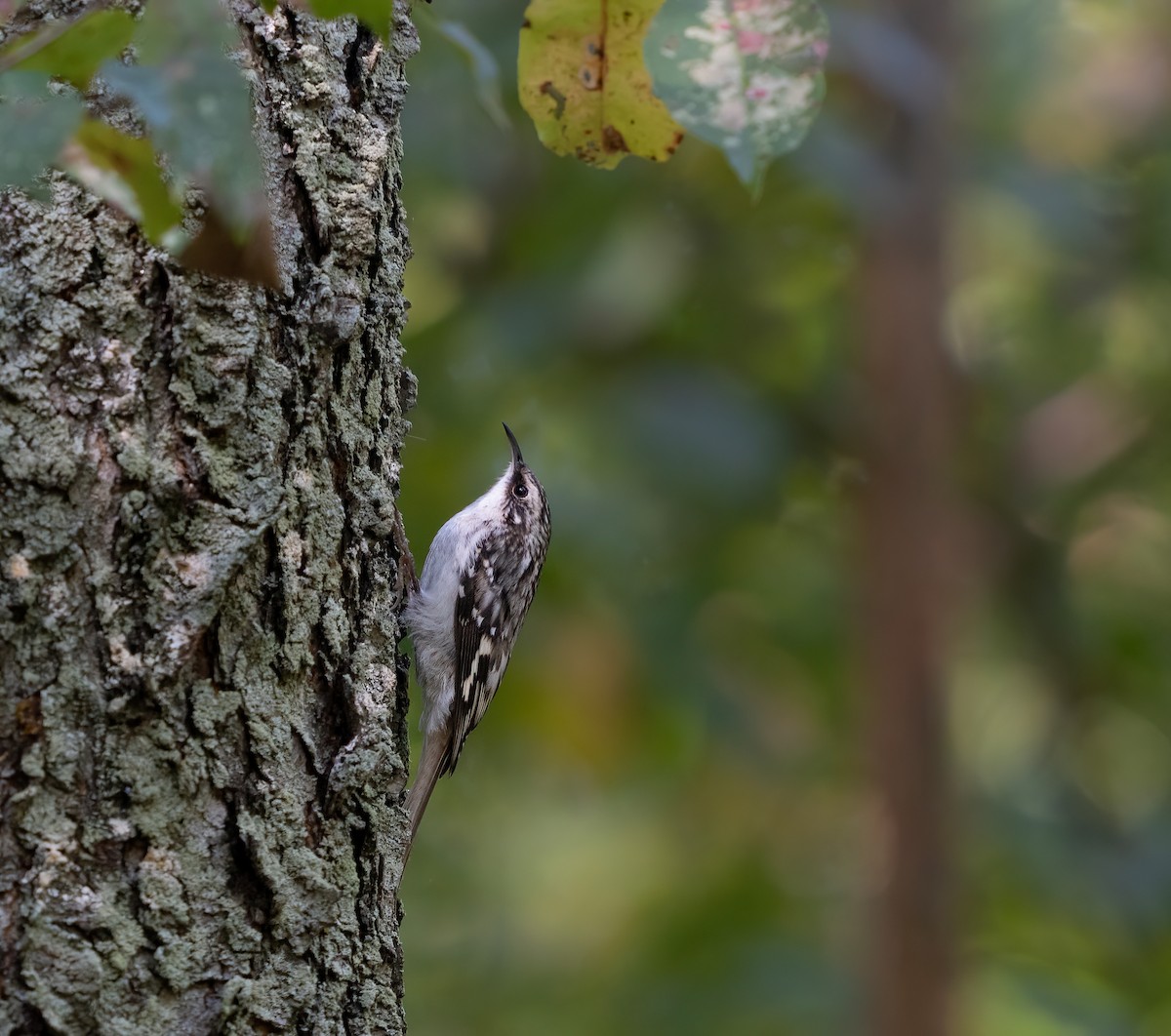 eBird Checklist - 1 Oct 2023 - Palmyra Cove Nature Park - 52 species