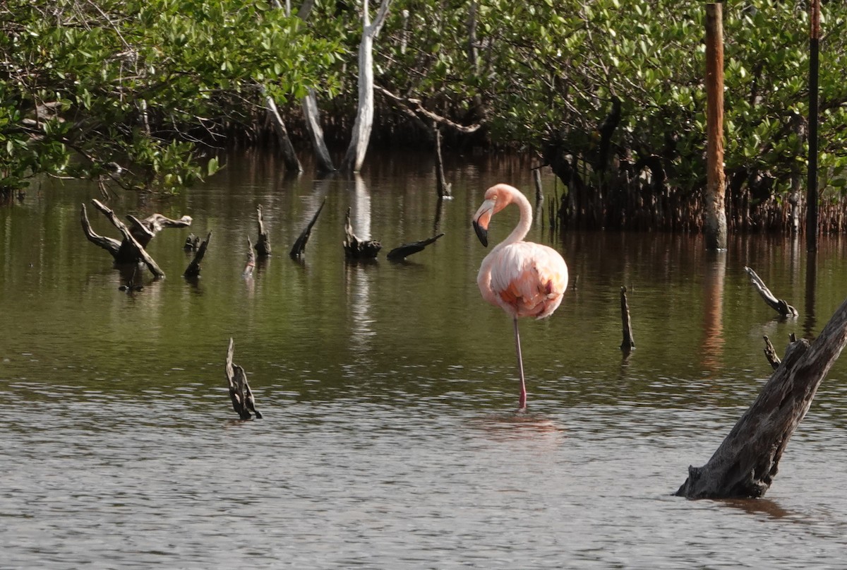 eBird Checklist - 1 Oct 2023 - Terra Ceia Preserve SP--Hightower Trail ...