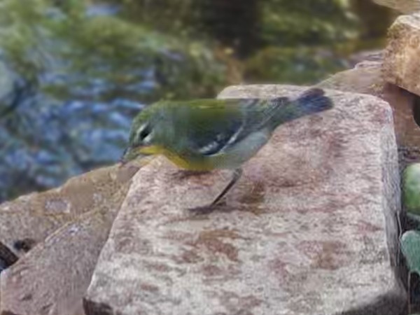 eBird Checklist - 1 Oct 2023 - Swanson Yard - 18 species