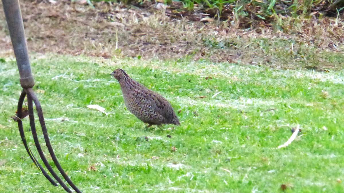 eBird Checklist - 24 Sep 2023 - Cheynes Beach - 28 species