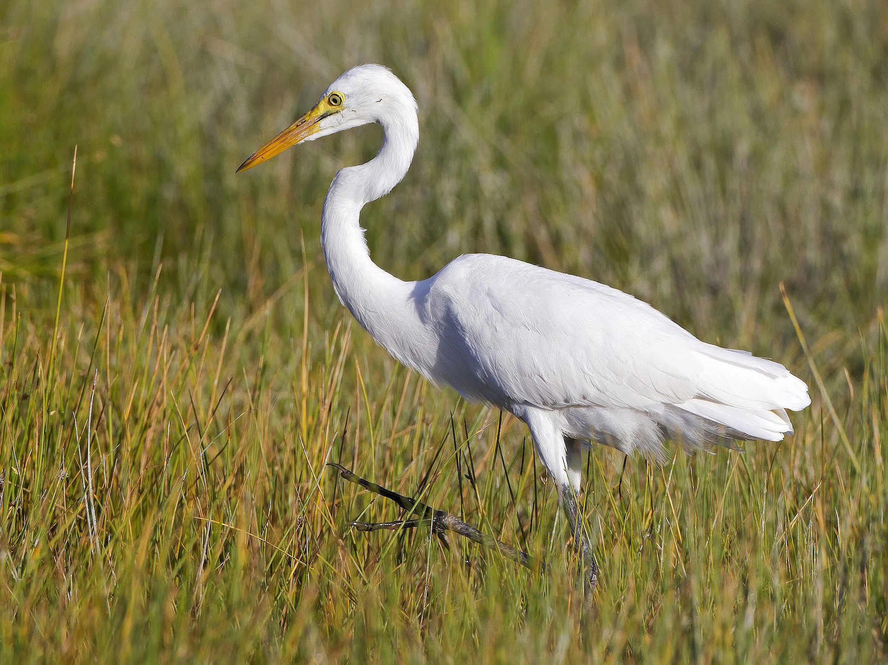 Yellow-billed Egret - eBird