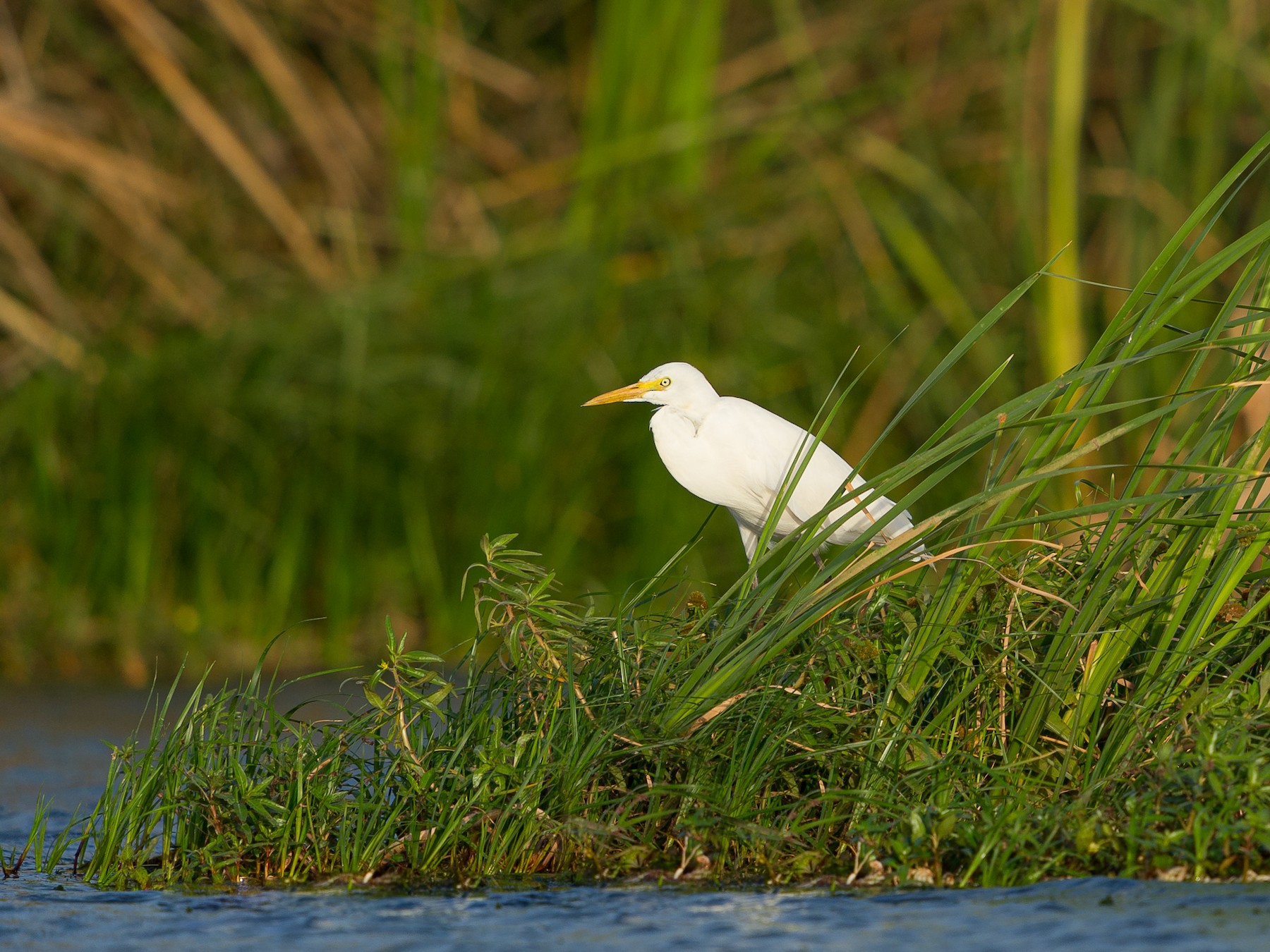 Yellow-billed Egret - eBird