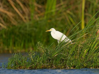 Yellow-billed Egret - eBird