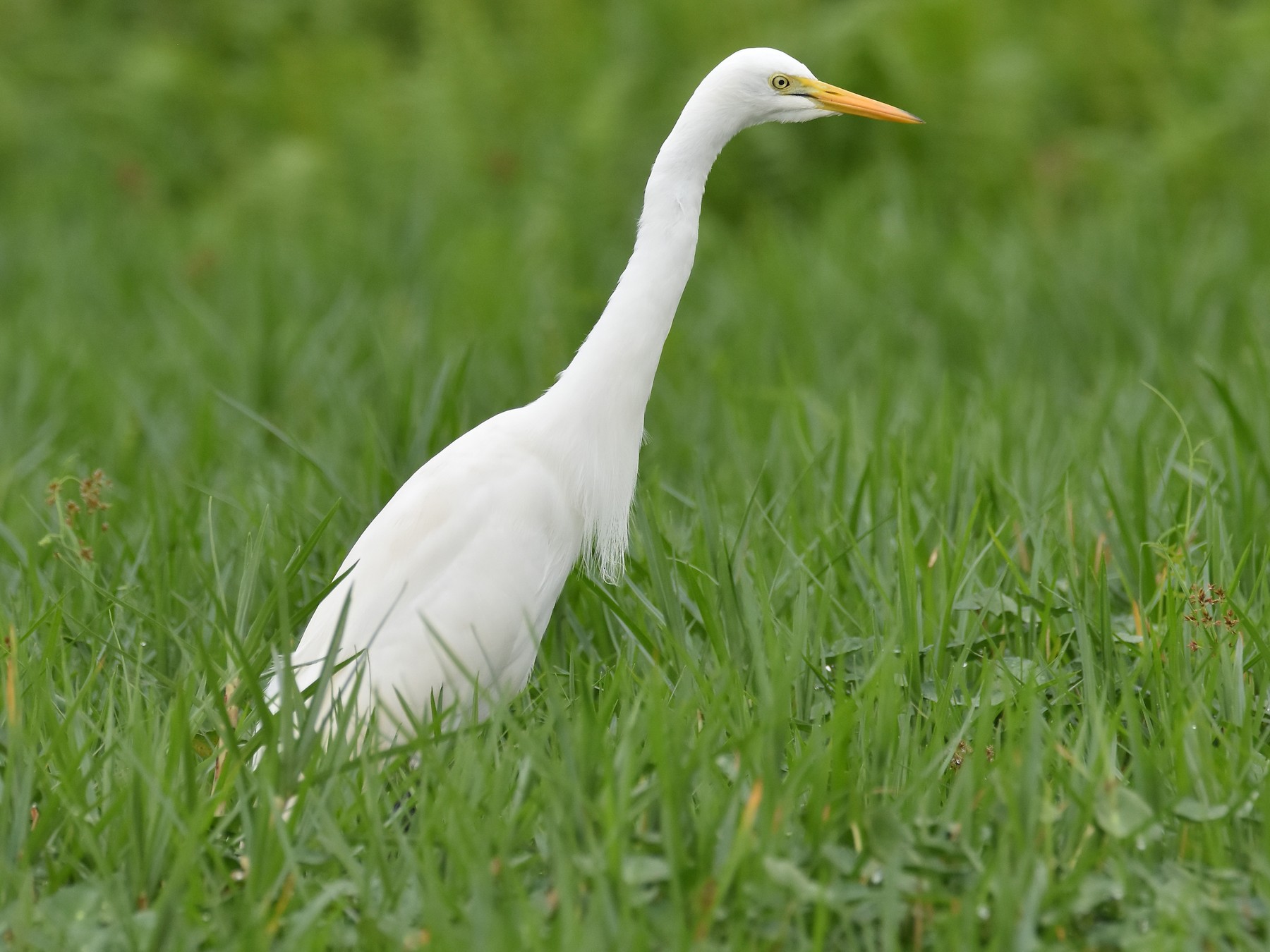 Yellow-billed Egret - eBird