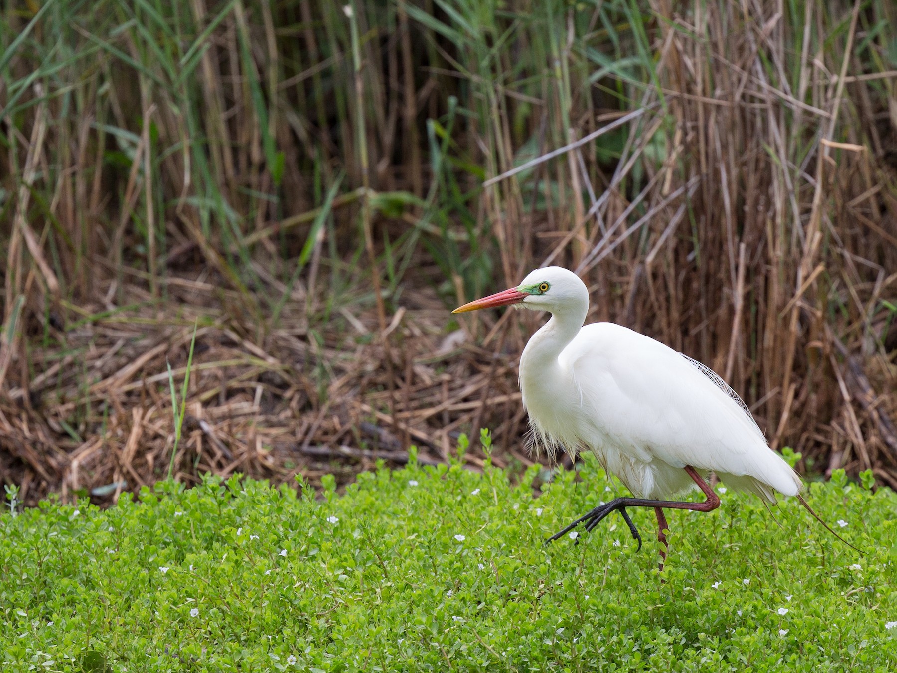 Plumed Egret - eBird