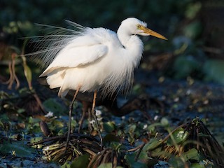 Plumed Egret - eBird