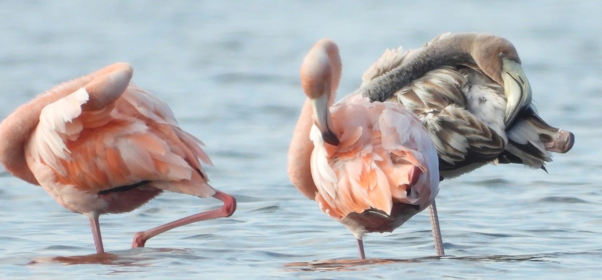 eBird Checklist - 1 Oct 2023 - Flamingo hangout - 12 species