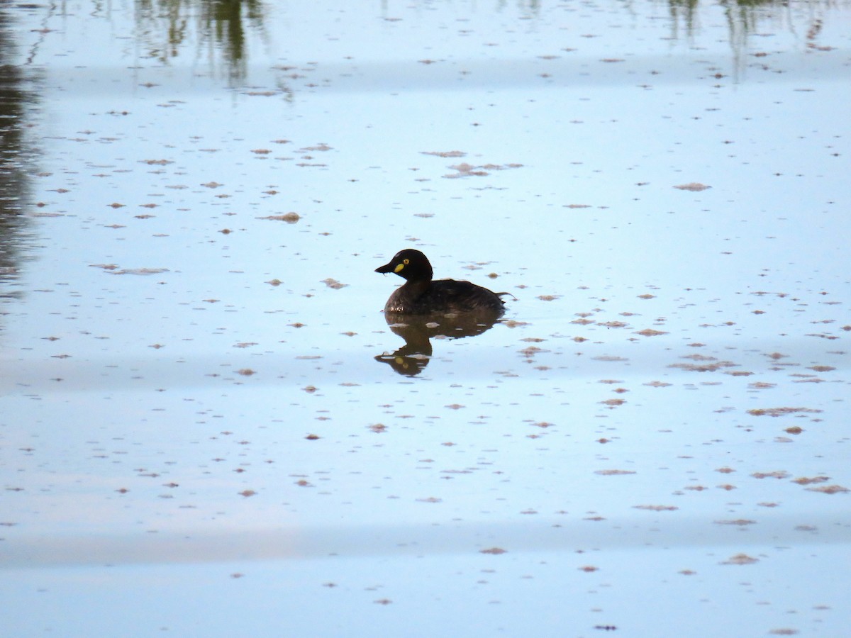 eBird Checklist - 2 Oct 2023 - 871 Dookie Rd - 16 species
