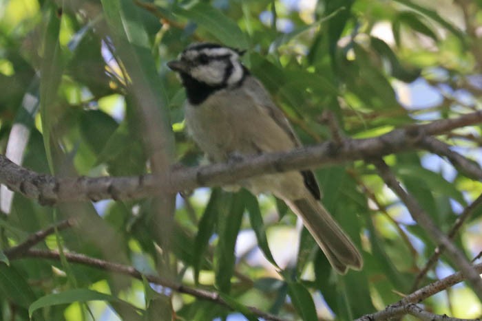 eBird Checklist - 29 Sep 2023 - River Ranch WMA (NMDGF permit required ...