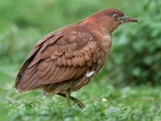 Japanese Night Heron - eBird