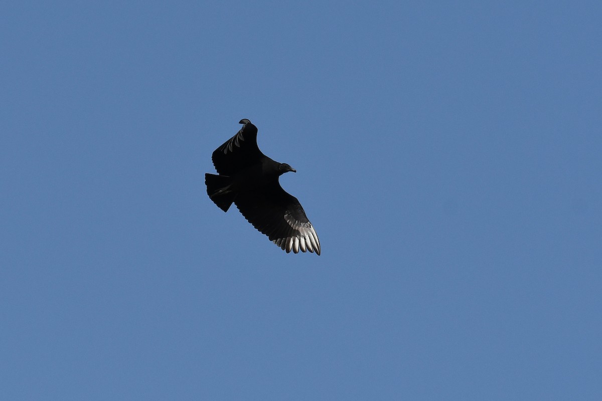 eBird Checklist - 1 Oct 2023 - Cape Henlopen Hawk Watch - 35 species ...