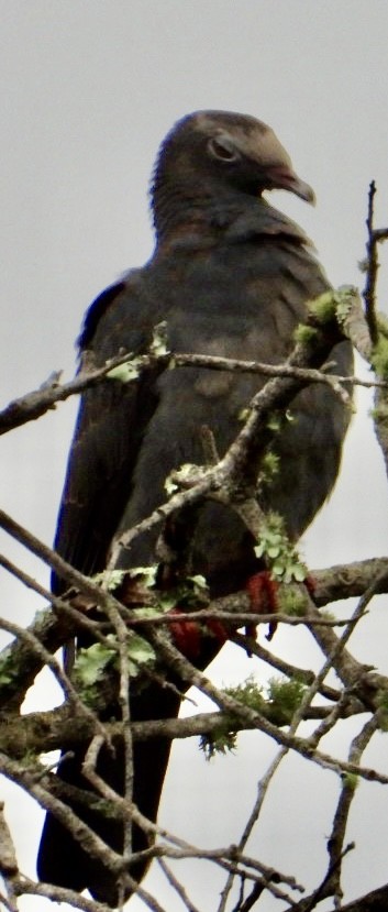 eBird Checklist - 1 Oct 2023 - Frenchman's Forest Nature Preserve - 21 ...
