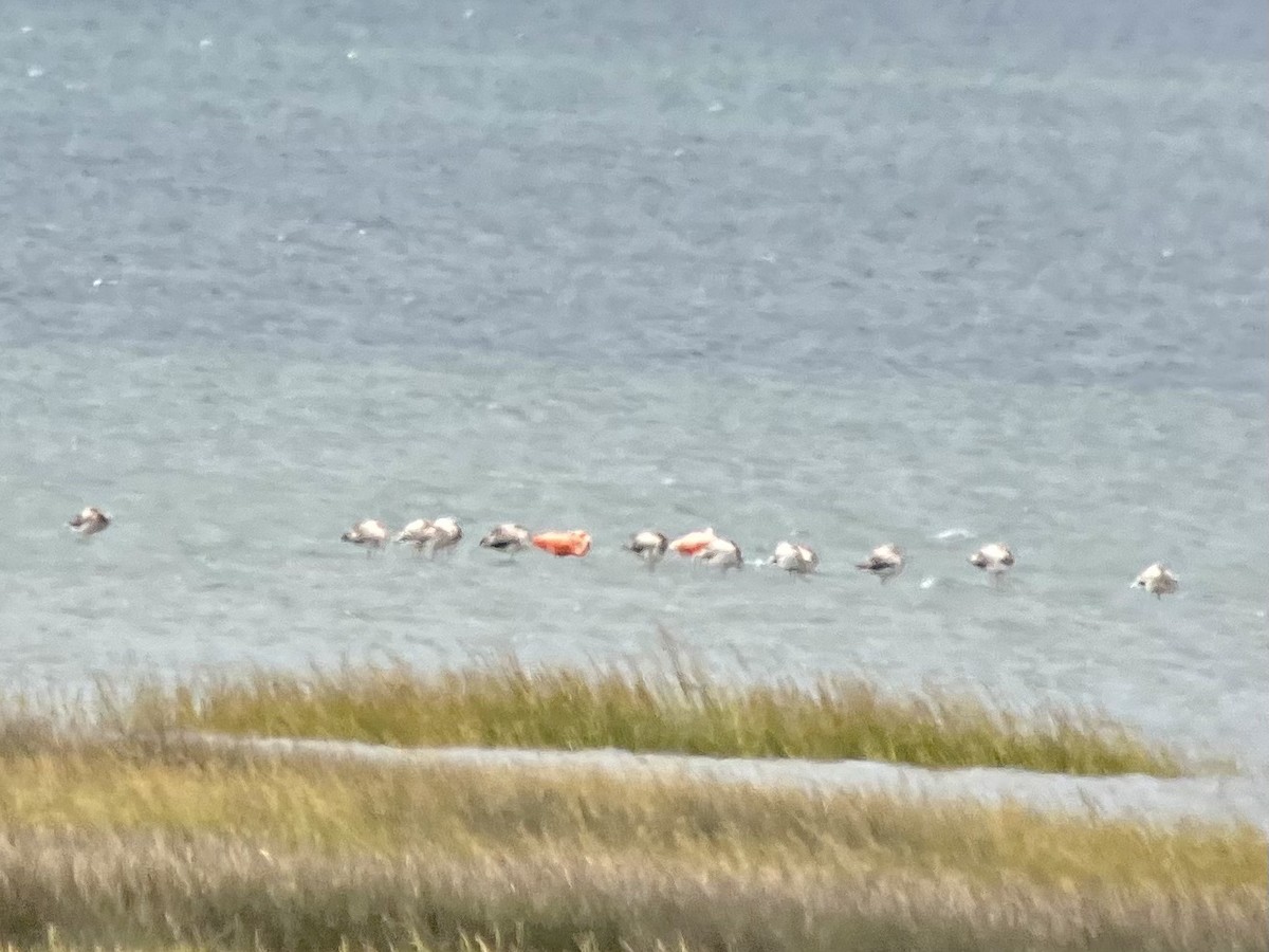 North Carolina Bird Atlas Checklist - 30 Sep 2023 - 2101–2113 NC-12 ...