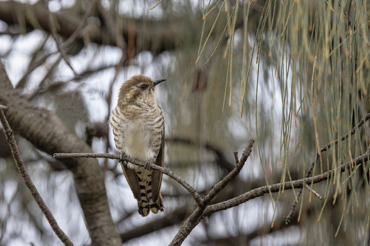 eBird Checklist - 18 Sep 2023 - Mackey Street, North Geelong, Victoria ...