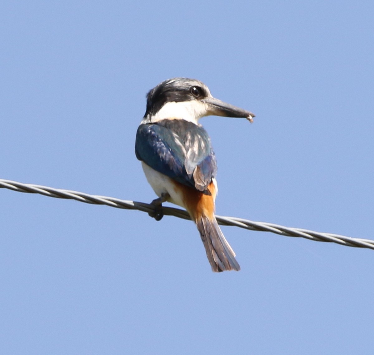 eBird Australia Checklist - 2 Oct 2023 - Parkwood Road, Wallaroo - 8 ...